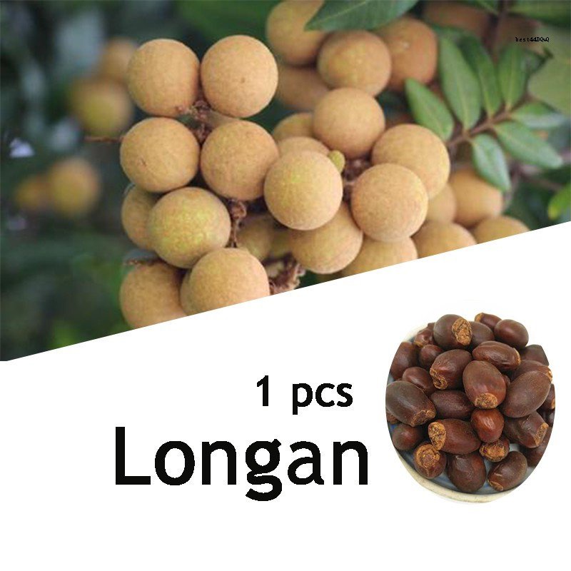 1PCS Longan Seeds fruit tree seedsCOD ดอกไม้และผักกาดหอมหลากหลายชนิด ...