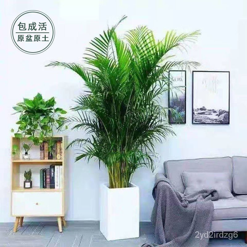 กระถางดอกไม้เพลิงกระถางฟีนิกซ์ไม้ไผ่ห้องนั่งเล่นในร่มพืชสีเขียวขนาดใหญ่ ...