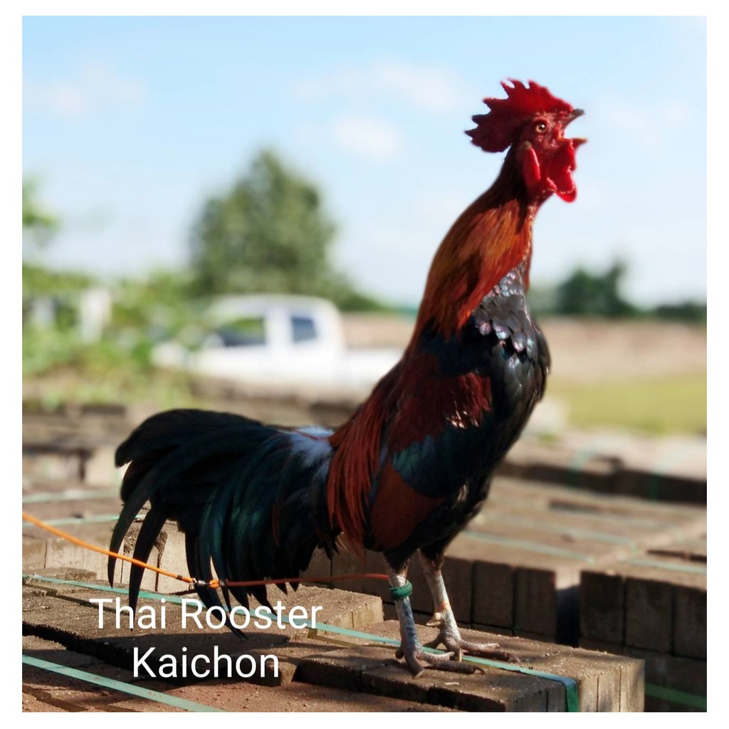 Thai.Rooster, ร้านค้าออนไลน์ | Shopee Thailand