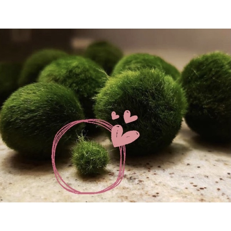 ชุด 5 แถม ปุ๋ย 1ขวด สาหร่ายมาริโมะ - MariMo ️ขนาด 0.5 cm 5ลูก แถม ปุ๋ย1 ...