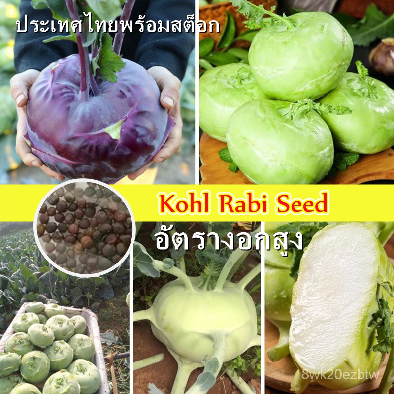 ใหม่ สายพันธุ์อัตรางอกสูงKohl Rabi Seed GERMAN TURNIP (100PCSBAG ...