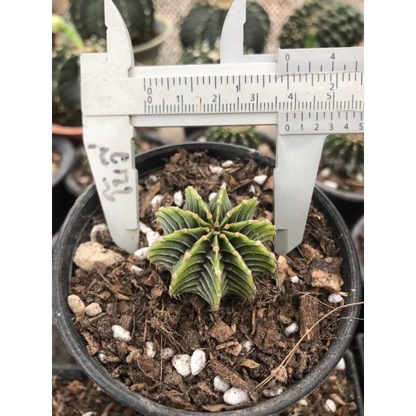 LB2178สีตอง ถูกที่สุด พร้อมโปรโมชั่น ธ.ค. 2025 | BigGoเช็คราคาง่ายๆ