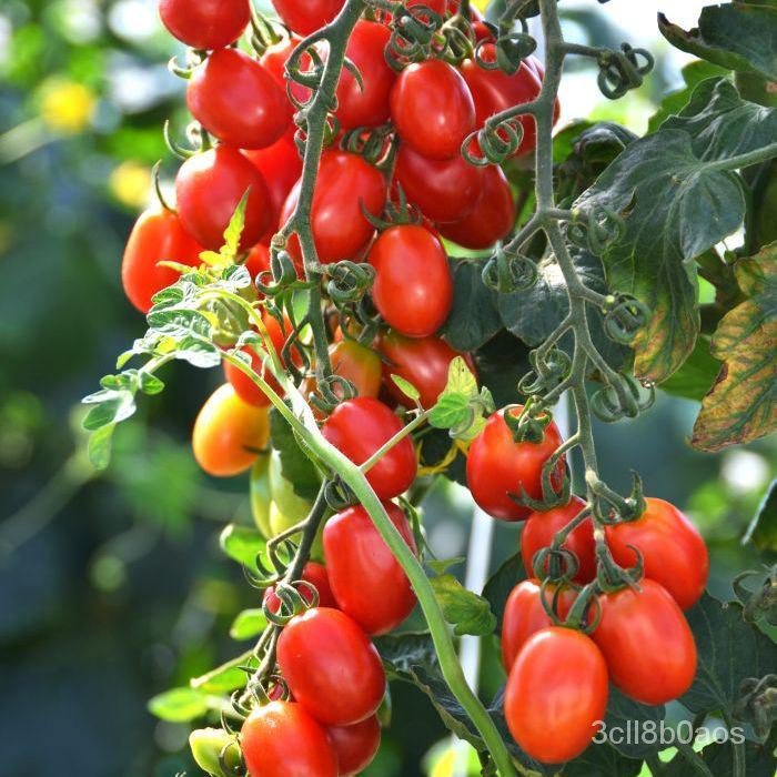 จุดประเทศไทย Apollo Tomato Seeds - Improve Varietyเมล็ดอวบอ้วน 100 รอ ...