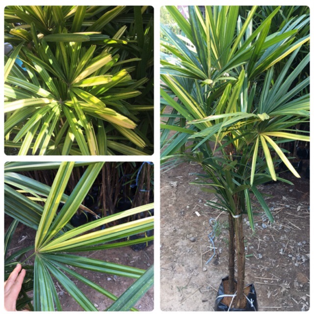 ต้นจั๋งด่าง ถูกที่สุด พร้อมโปรโมชั่น พ.ย. 2022|BigGoเช็คราคาง่ายๆ