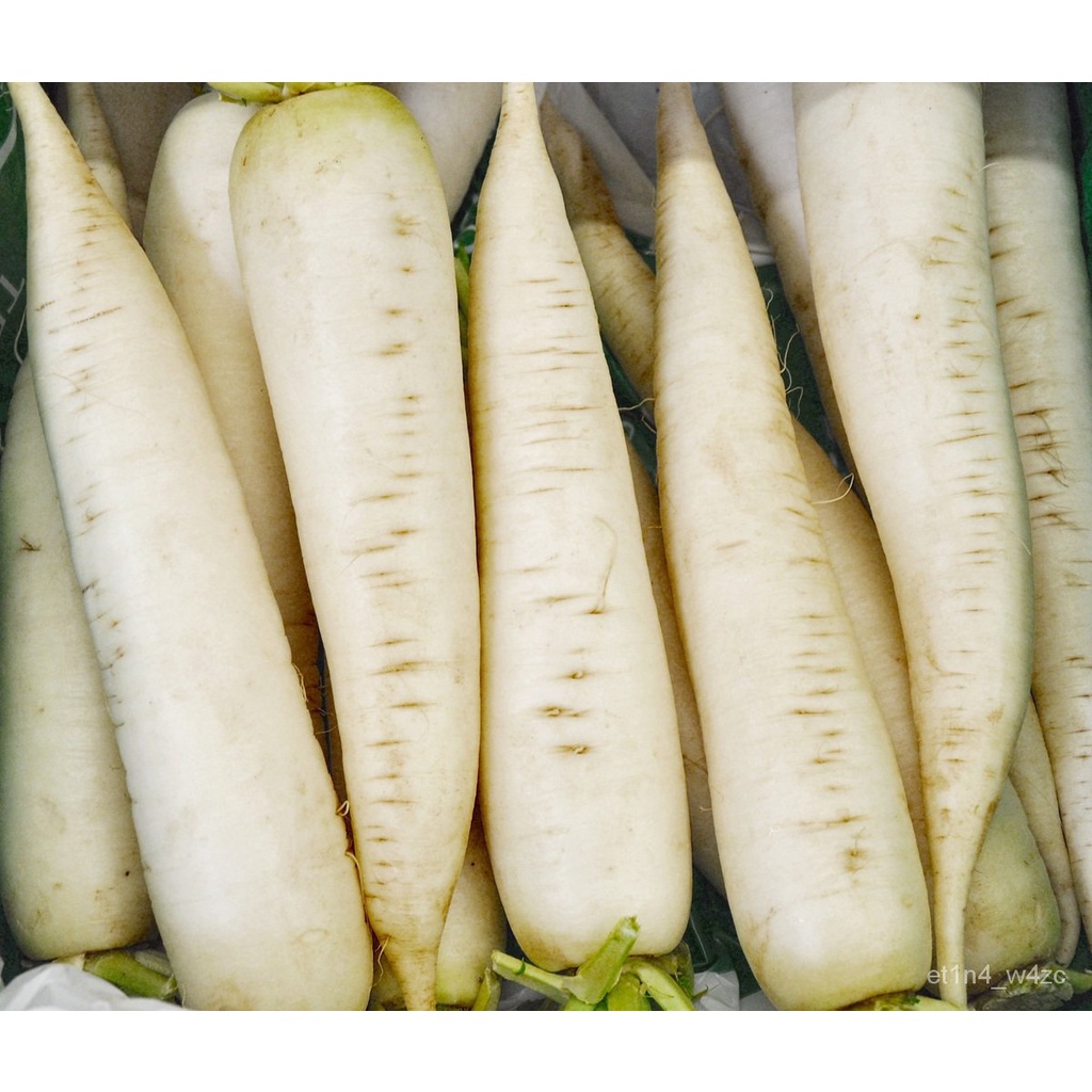จุดประเทศไทย Radish 3grams 210-250 pcs Snow White Vegetables Seeds ...