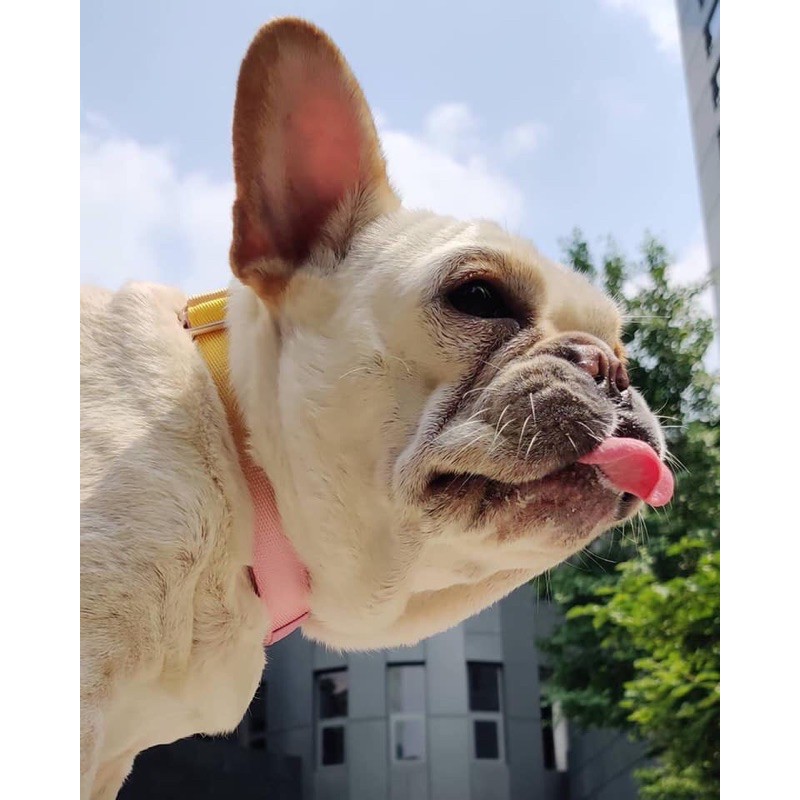 Pawky House ปลอกคอฝึกสุนัขTrainning Collar - arinasara - ThaiPick