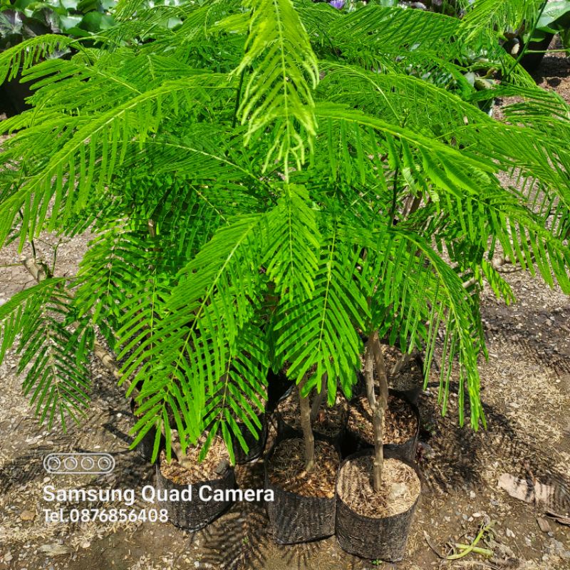 ชะอมกิ่งตอน ถูกที่สุด พร้อมโปรโมชั่น ส.ค. 2025 | BigGoเช็คราคาง่ายๆ