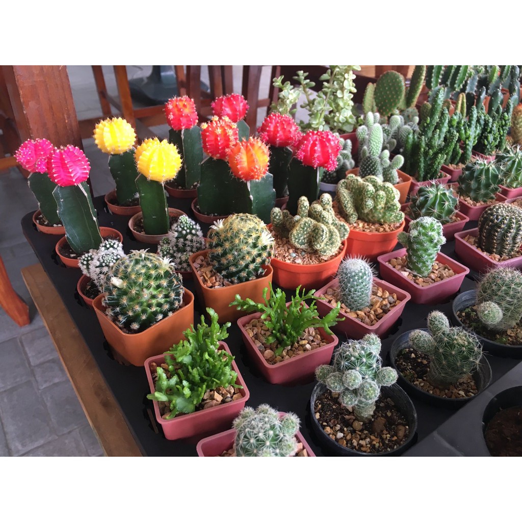 ㍿ ปุ๋ย ใส่ กระบองเพชร ปุ๋ยแคคตัส ปุ๋ยเร่งดอกกระบองเพชร เร่งดอก บำรุงต้น ...