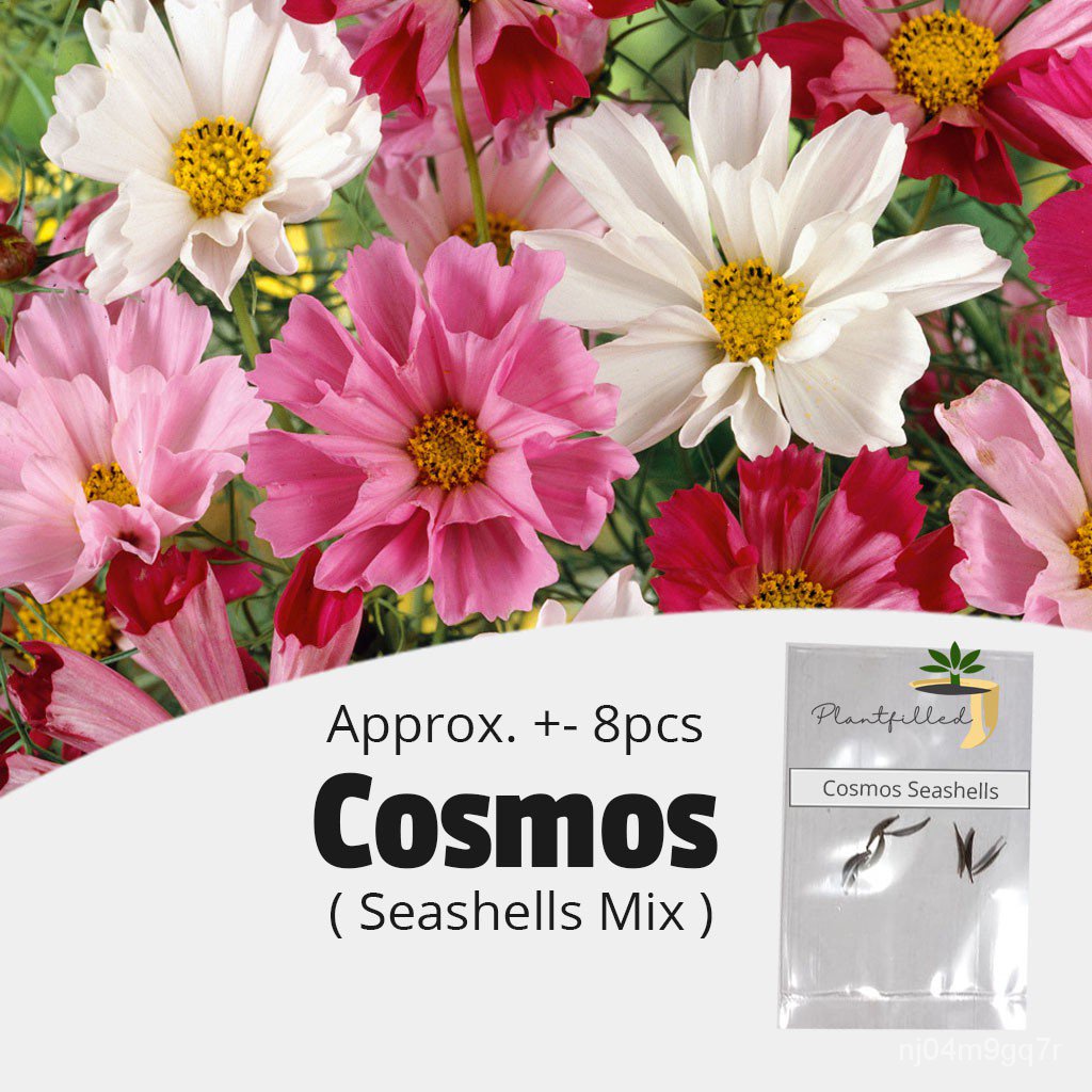 จุดประเทศไทย Plantfilled Cosmos Seashells Mix Flower Garden Seeds ...