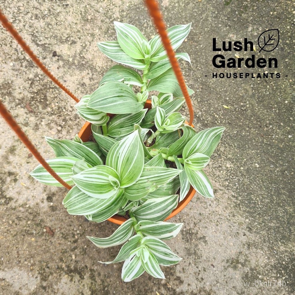 Tradescantia fluminensis 'Albovittata'/Giant White Inch Plant 150mm Pot ...