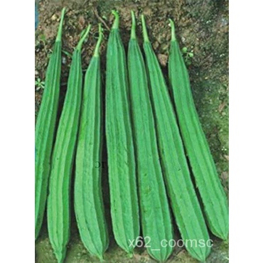 Patola 8gram 45-65 seeds Tagalog Seeds Herbs Vegetables Planting ...