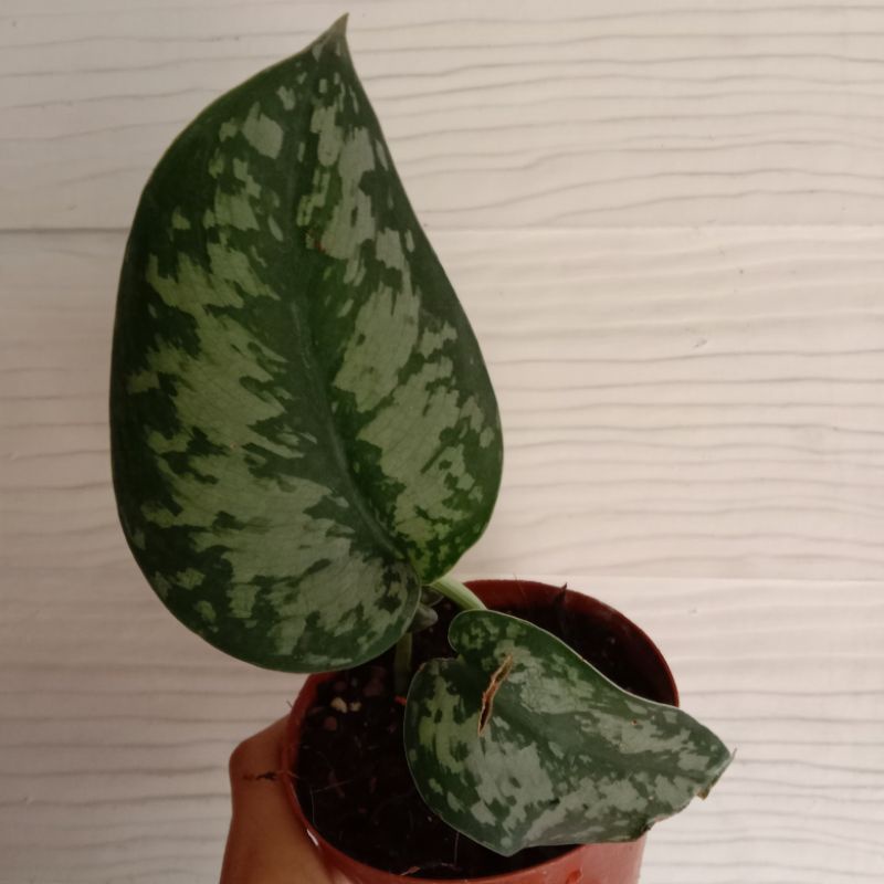 scindapsus silver queen หัวใจแนบ พลูหัวใจแนบ ซิลเวอร์ ควีน | Shopee ...