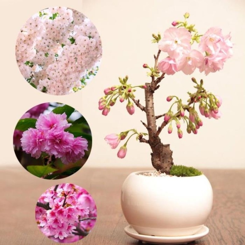 บอนสี 30เมล็ด Colorful Japanese Sakura Seeds for Planting Beautiful ...