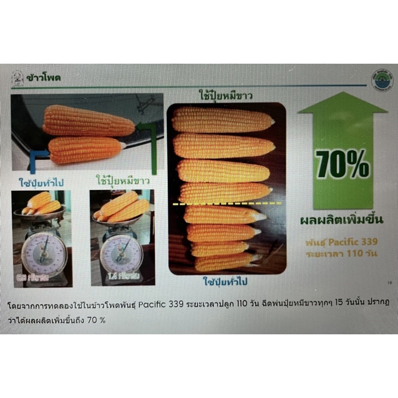 ปุ๋ยหมีขาว ธาตุอาหารเสริม ซีโอ-วัน ตรา รีอินฟอกซ์ (REINFOXX) ปุ๋ยหมีขาว ...