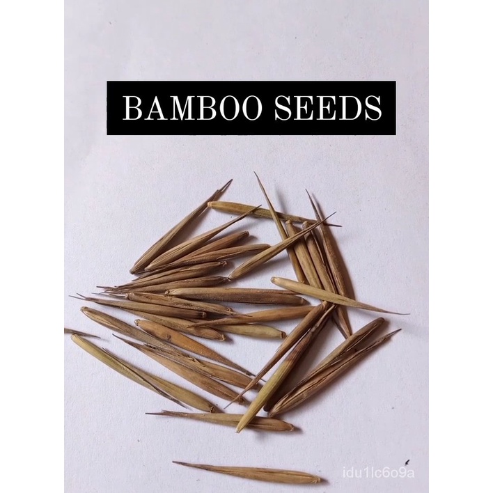 จุดประเทศไทย High-Quality Bamboo Seeds Umbrella BMB1 - 1 Gram Plant ...