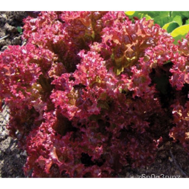 Lollo Rosa Seeds - Red Lettuce Seedsคื่นฉ่ายแม่และเด็กดอกทานตะวันผักชี ...