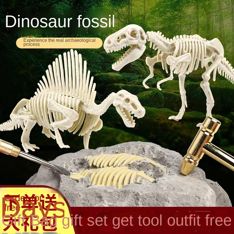 Animal archaeology dinosaur fossil dinosaur bone dragon skeleton model ...