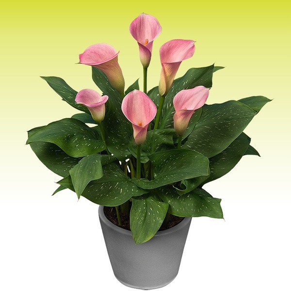 50pcs Calla Lily Rare Flower Seeds Bonsai Potted Plant Perennial ...