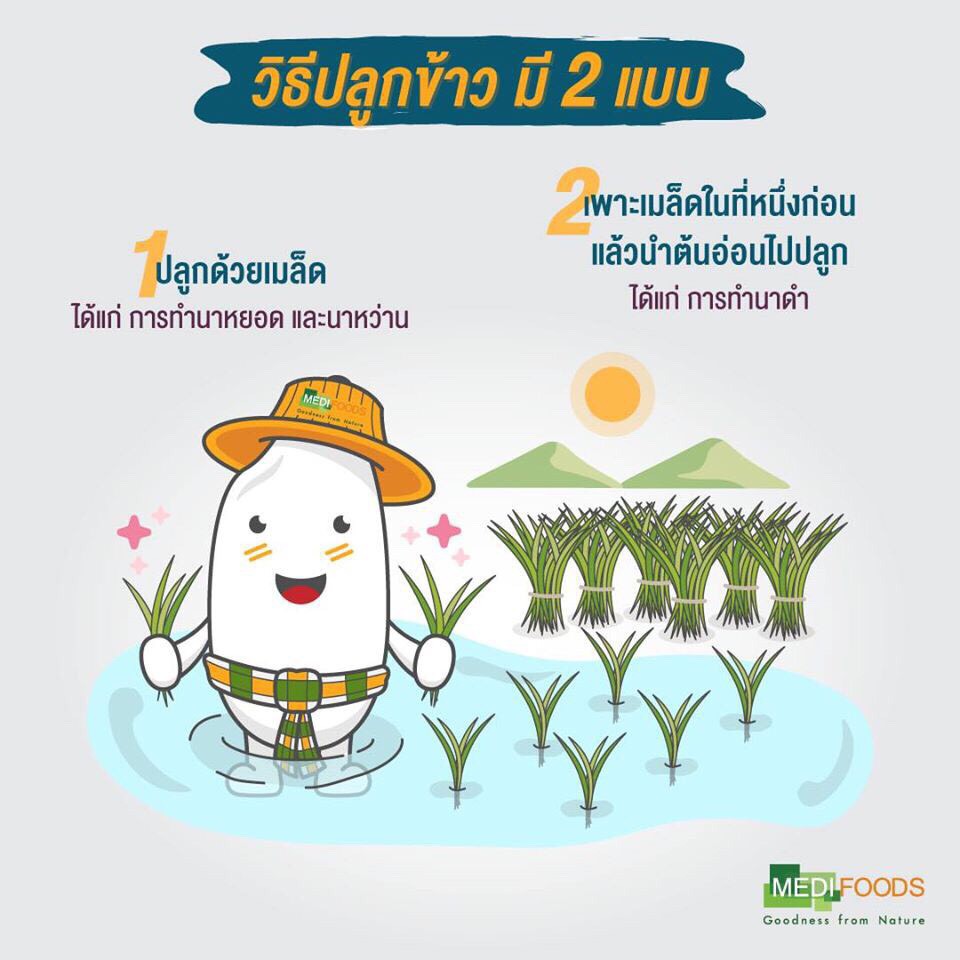 ข้าวใหม่ข้าวหอมมะลิไทยคัดพิเศษ ขนาด 5 กก.(4ถุงราคา883บาท) (Red Ant ...
