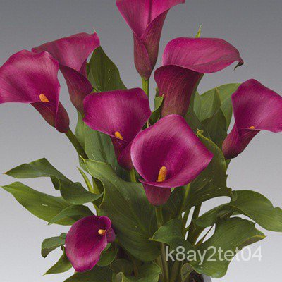 50pcs Calla Lily Rare Flower Seeds Bonsai Potted Plant Perennial ...