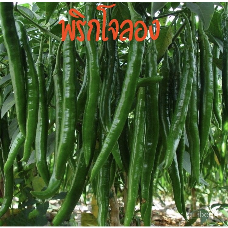 เมล็ดพันธุ์คุณภาพสูงในสต็อกในประเทศไทยเมล็ดพริกโจลอง 500 เมล็ด เมล็ด ...