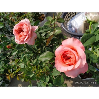 กุหลาบลอนดอนอาย (London eye rose) | Shopee Thailand