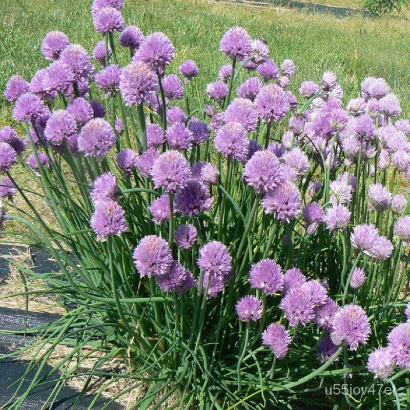 ขายดี สวนครัวเมล็ดพันธุ์ ต้นหอมฝรั่ง(ไชว์ส) (Common Chives Seed) บรรจุ ...