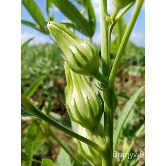 GO GREEN WHITE ROSELLE RARE SEEDS BENIH ROZEL WARNA PUTIHมะเขือเทศหมวก ...