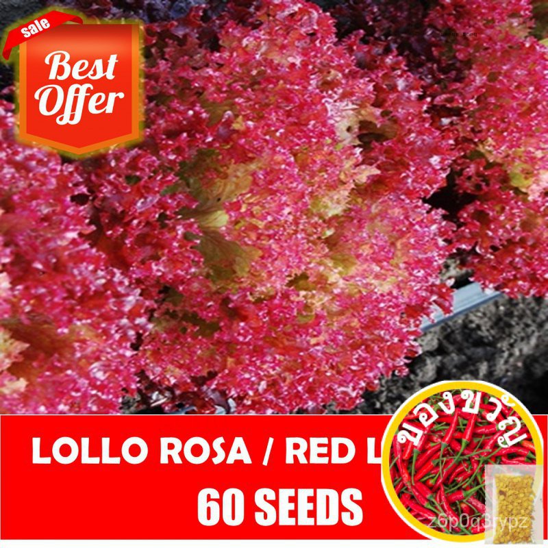 Lollo Rosa Seeds - Red Lettuce Seedsคื่นฉ่ายแม่และเด็กดอกทานตะวันผักชี ...