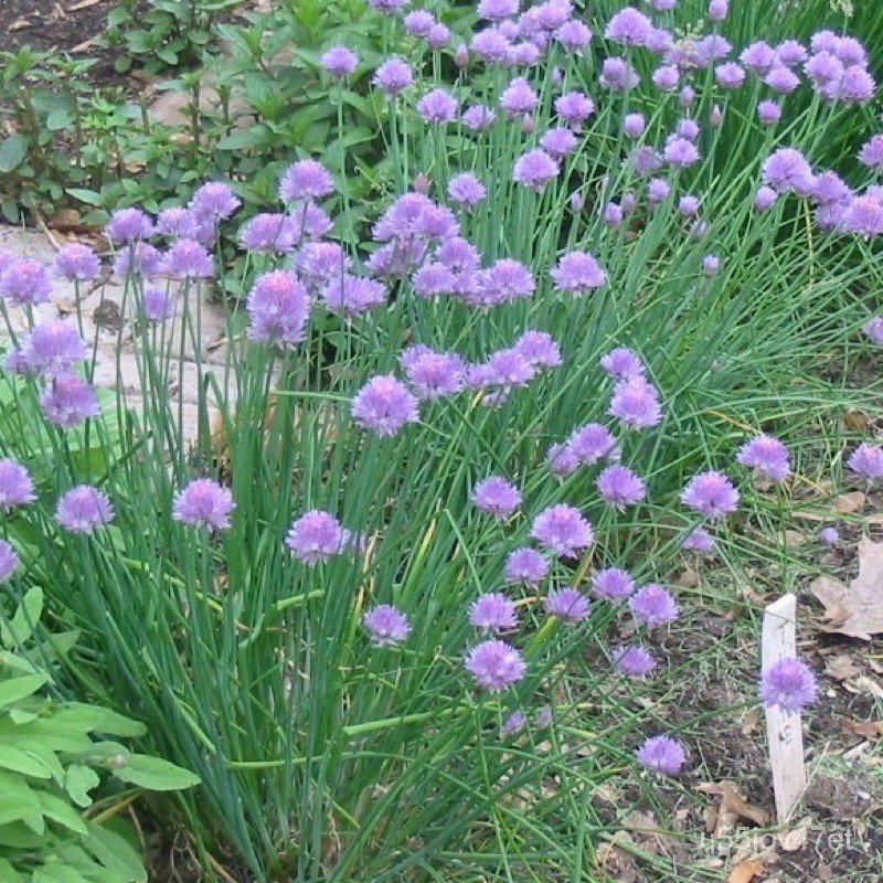 ขายดี สวนครัวเมล็ดพันธุ์ ต้นหอมฝรั่ง(ไชว์ส) (Common Chives Seed) บรรจุ ...