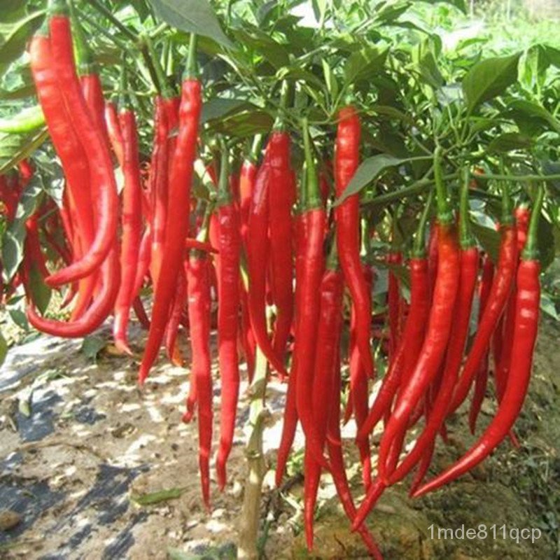 à¸ˆà¸¸à¸”à¸›à¸£à¸°à¹€à¸—à¸¨à¹„à¸—à¸¢ Fast Germination Local Ready Stock ...