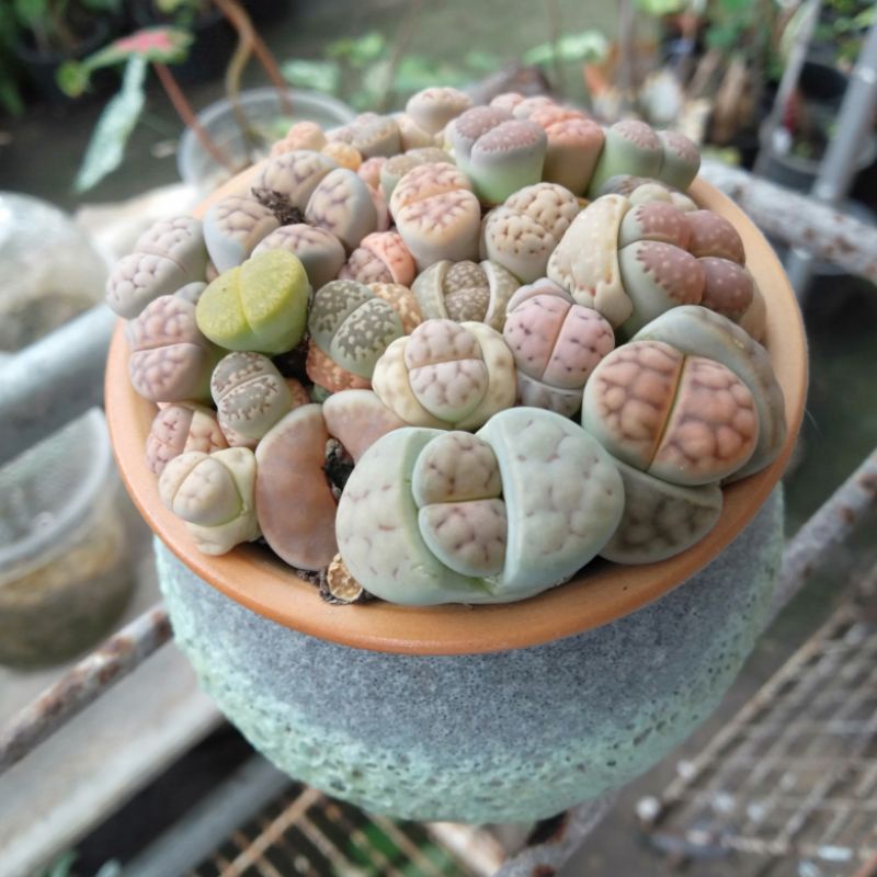 Lithops C153A Maraisii Black Top - coco.ltd - ThaiPick