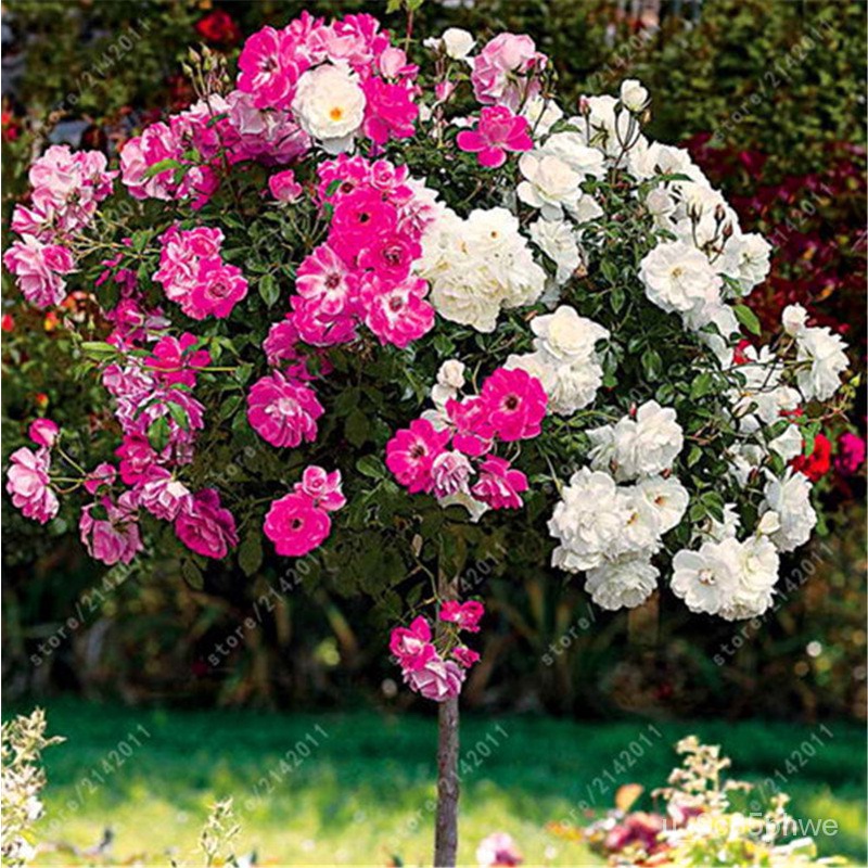 2022100 pcsbag rose tree rose seeds bonsai flower seeds tree seeds ...