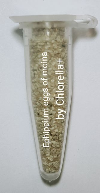 Chlorella starter kit; ชุดเพาะขยายหัวเชื้อน้ำเขียว-ไข่ไรแดง - chlorella ...