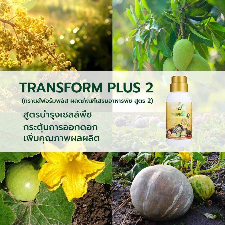 ซื้อ 4 (1 ลิตร) ฟรี 1 ขวด (500 มล.) ทรานส์ฟอร์ม พลัส สูตร 2 ขวดสีเหลือง ผลผลิตงอกงาม ผลดก ขยาย ...