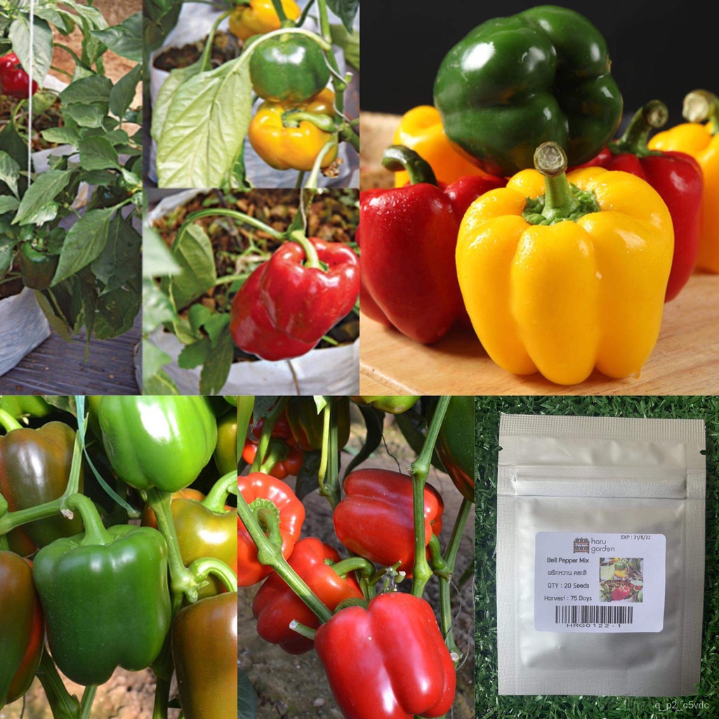 เมล็ดพันธ์ดีเมล็ด พริกหวาน คละสี Bell Pepper Mix 20-80 เมล็ด Chilli ...
