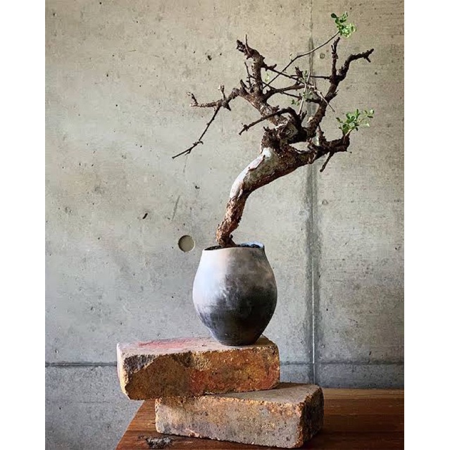 commiphora rostrata var. reflexa 3 เมล็ด เมล็ดยางหอม | Shopee Thailand