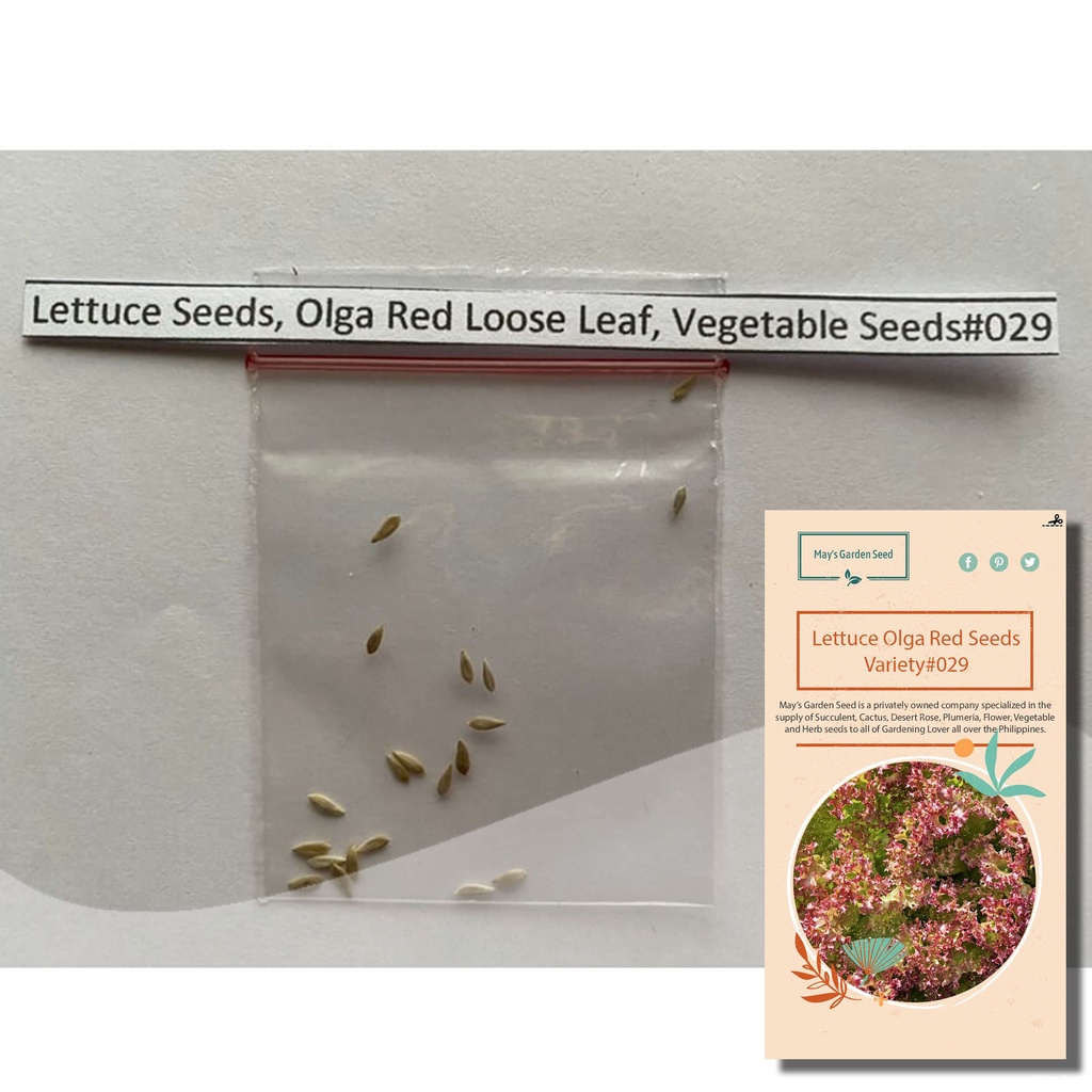 จุดประเทศไทย Lettuce Seeds Olga Red Loose Leaf Vegetable Seeds029เมล็ด ...