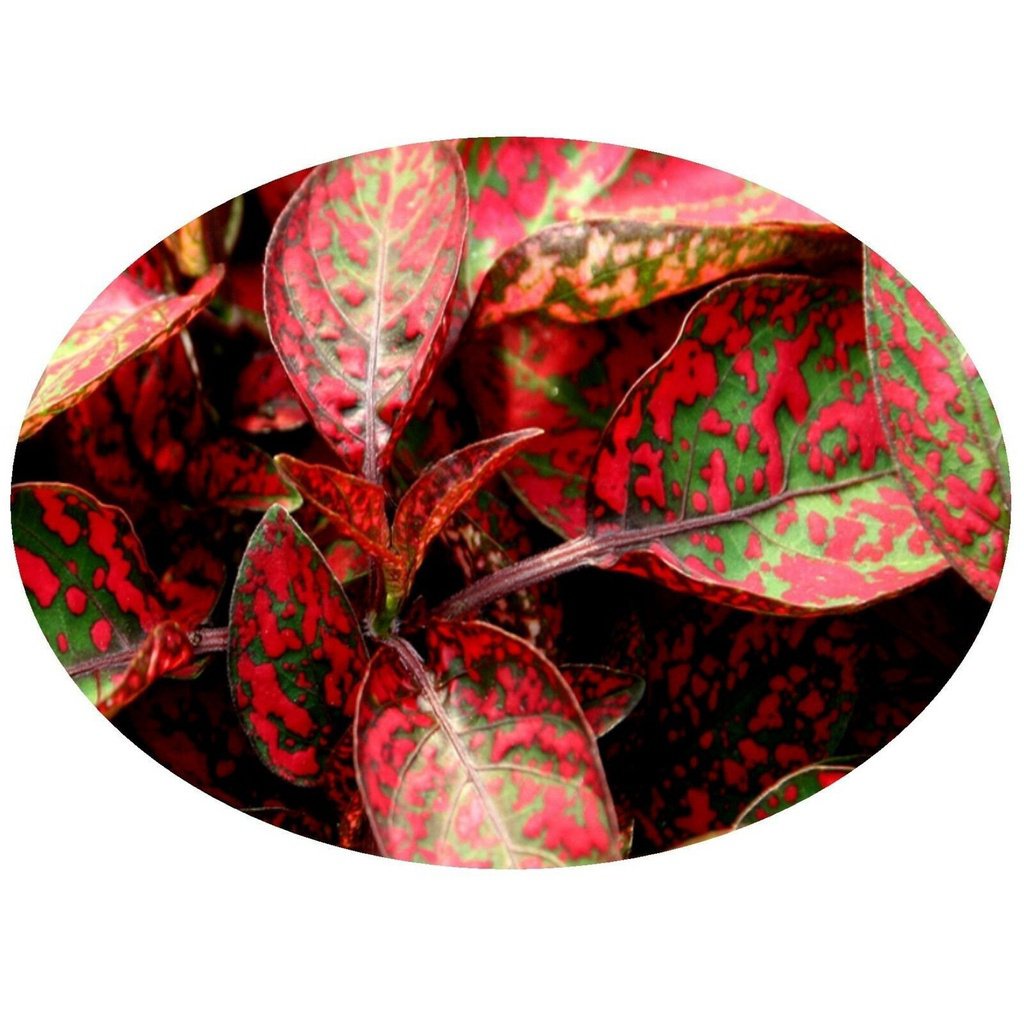 Sure Germination Rate25 HYPOESTEPolka Dot Plant Splash Rose SeedsLike ...