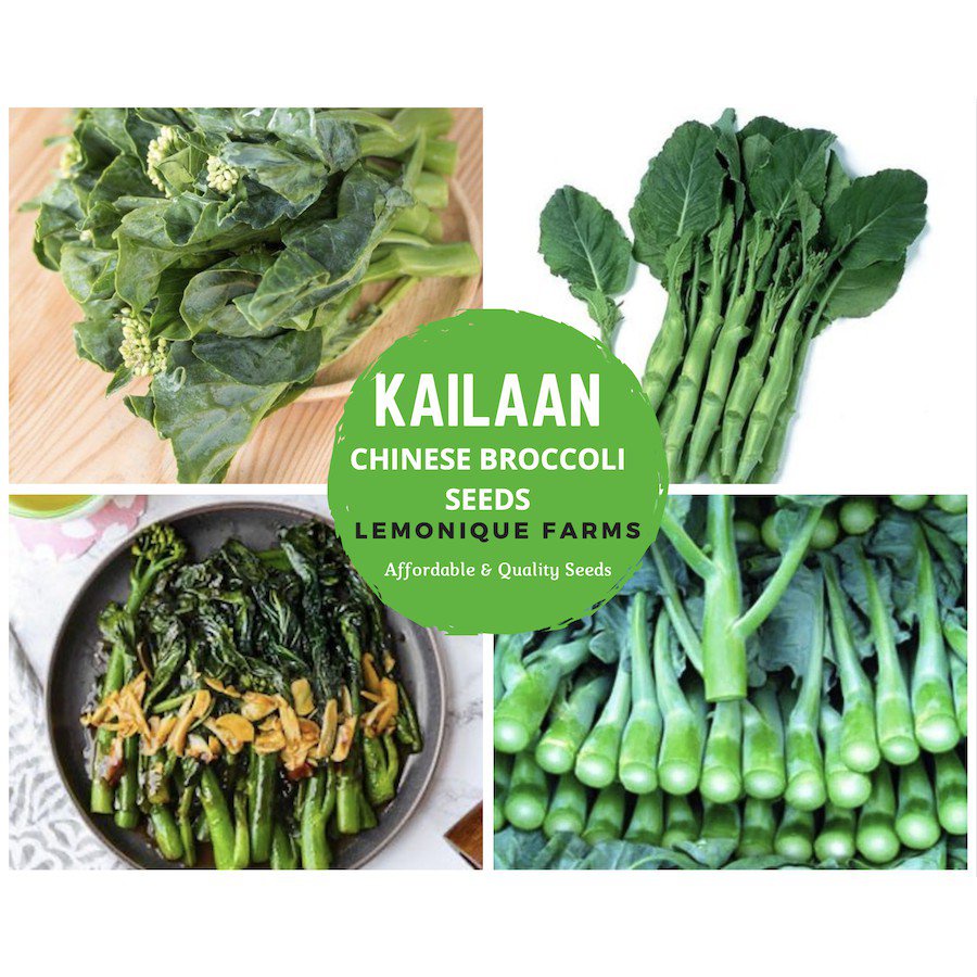 (easy to grow)300 Kailaan Chinese Kale Chinese Broccoli Seeds LWKA ...