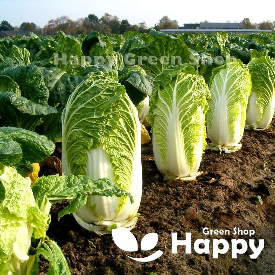 VEGETABLE - CHINESE CABBAGE - HILTON - 20 seeds - selected seeds ...