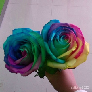 20 pcs Seeds Rare Holland Rainbow Rose Flower Home Garden Rare Flower ...