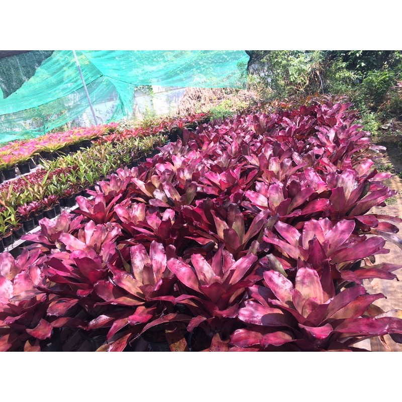Neo Purple Star เต็มฟอร์มแล้ว #ต้นสับประรดสี#bromeliad# ต้นไม้สวยงาม ...