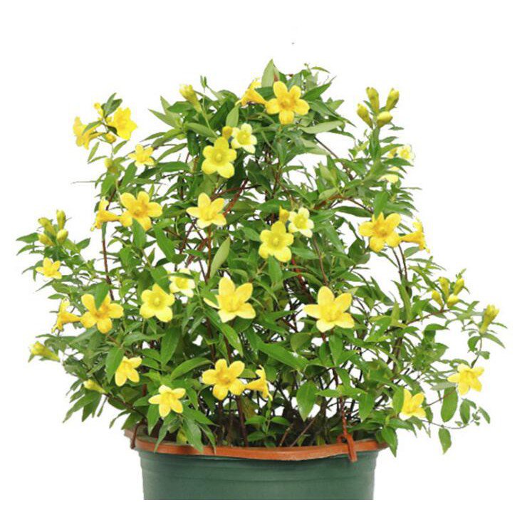 50 seeds/pack Bonsai ornamental flower seed Yellow Allamanda flower ...