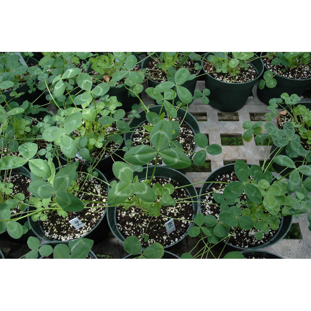 200/700 เมล็ด โคลเวอร์อาปาเช่ - Apache Arrowleaf Clover - gardenstock - ThaiPick