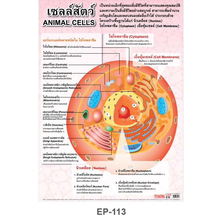 INTOP By OST Plastic Poster Animal Cells เซลล์สัตว์ : 50x70 Cm #EP-113 ...