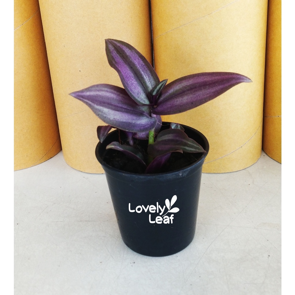 ต้นก้ามปูหลุด Silver Inch Plant ในกระถาง 2 นิ้ว ไม้ประดับ 1 ต้นก็ส่ง ...