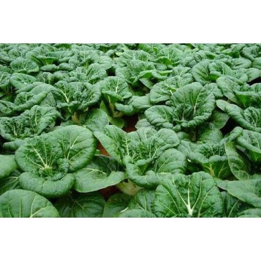 Choy Seeds Baby Nai Pak Cameron Milk Cabbage สีขาวอเบอร์ดีน -250g Fresh ...
