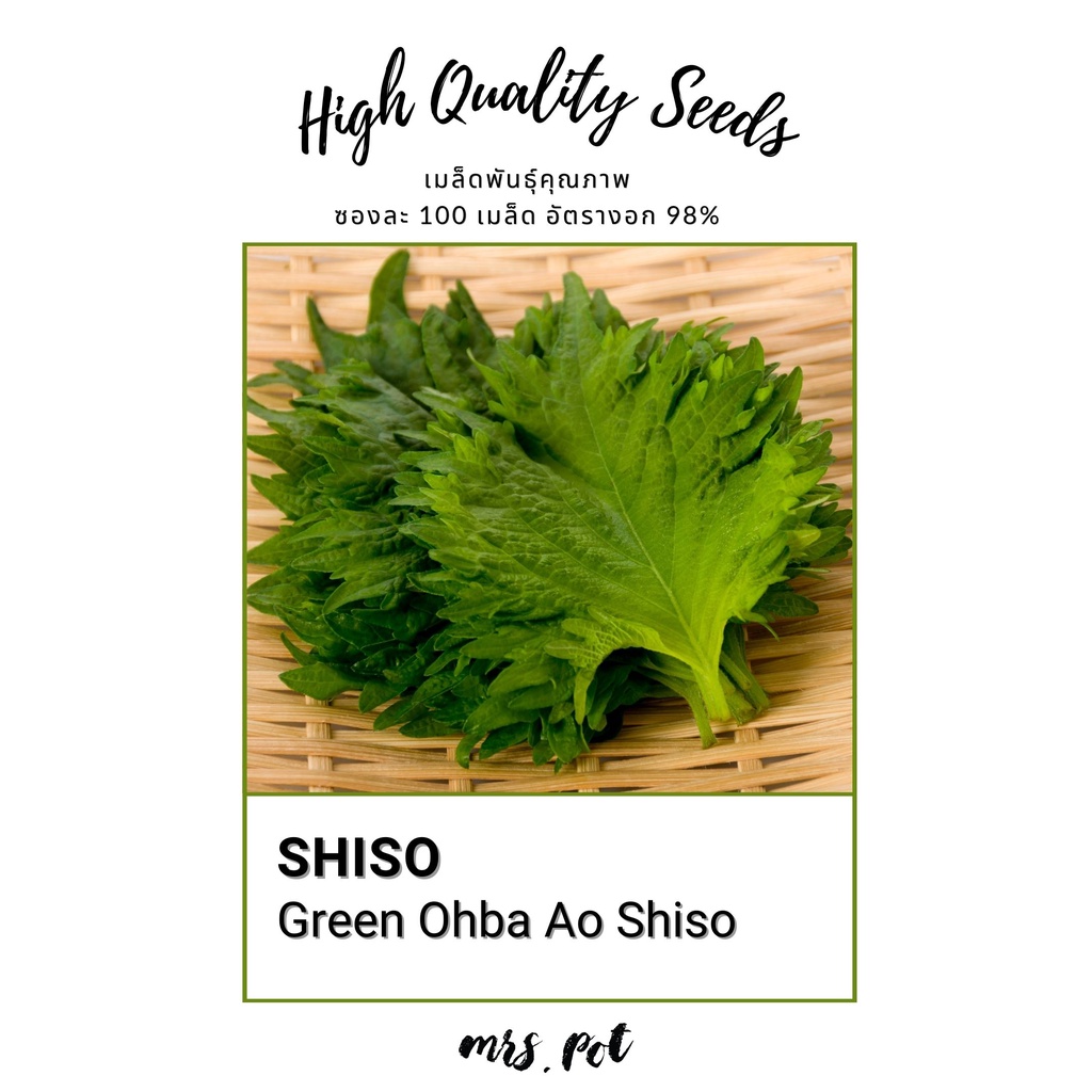 เมล็ดใบงาโอบะ Green Ohba Ao Shiso | Shopee Thailand