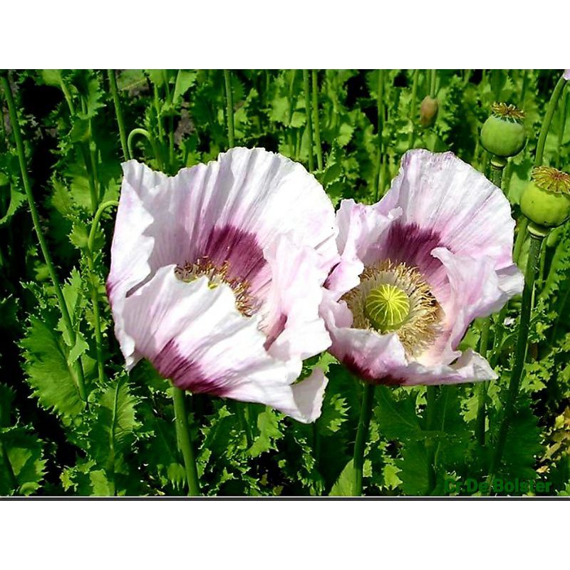 ดอกป๊อปปี้ Poppy Elka white - nougmewstafann - ThaiPick